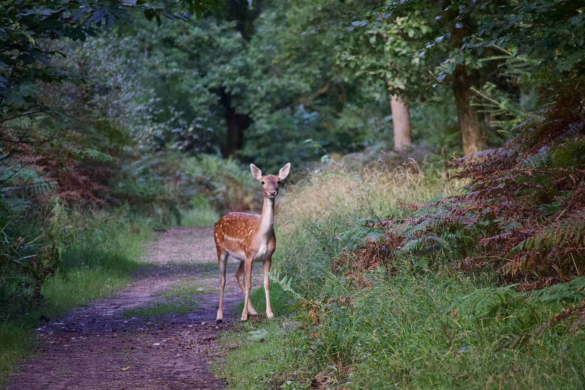 2025 Wildlife Forest of Dean Adventures | Tudor Farmhouse
